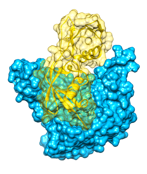 Deciphering Coronavirus Protein Behavior | Advanced Photon Source